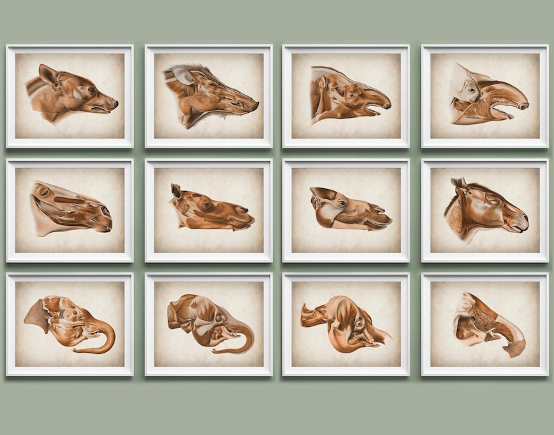 12 Vintage Mammals Anatomy Posters Wild Animal Heads Anatomy - Etsy