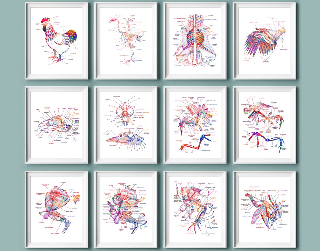 12 Chicken Anatomy Art Bird Physiology Art Rooster Skeleton Art Farm ...