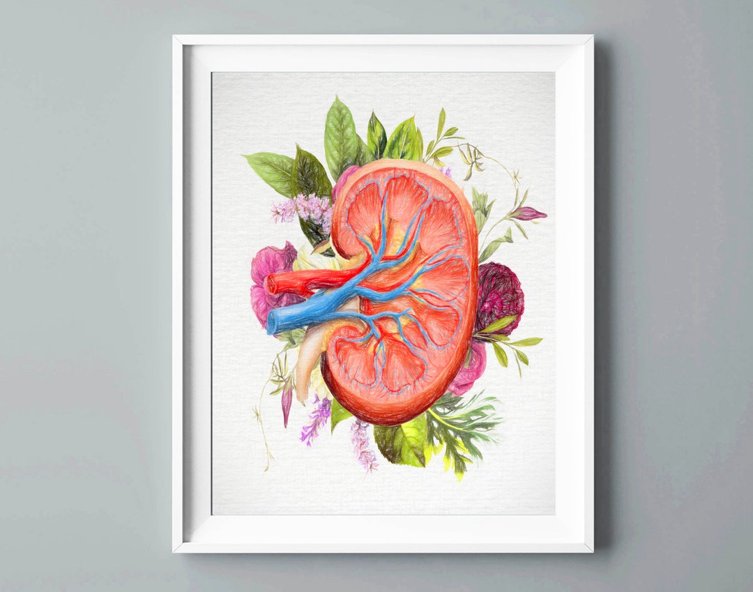 Kidney Anatomy Art, Medical Artwork, Internal Organs Print, Doctor Gift ...