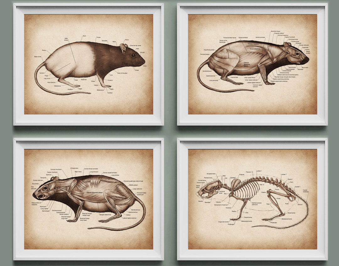 4 Vintage Rat Anatomy Posters Biology Art Laboratory Mouse Physiology ...