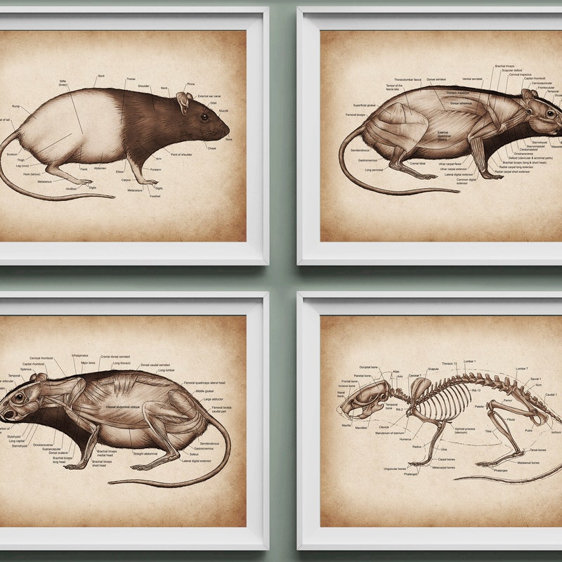 Rat Art - Etsy