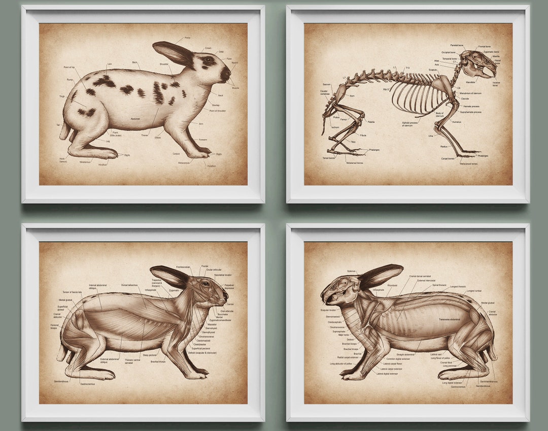 4 Vintage Rabbit Anatomy Posters Small Mammals Physiology Art ...