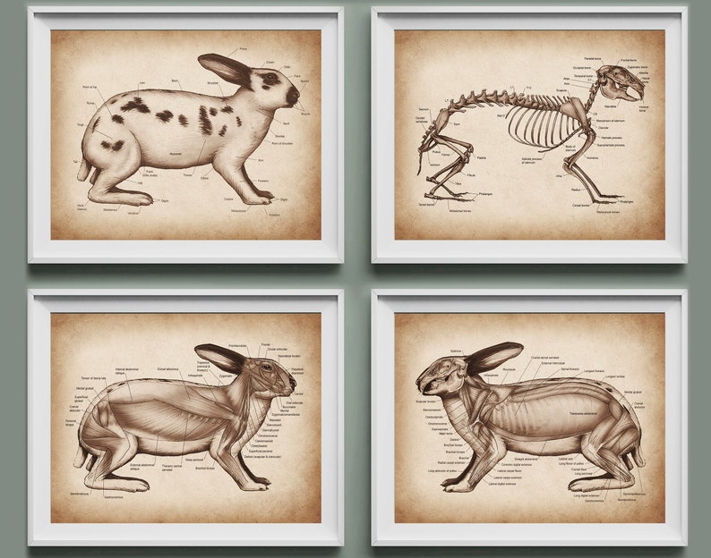 4 Vintage Rabbit Anatomy Posters Small Mammals Physiology Art - Etsy