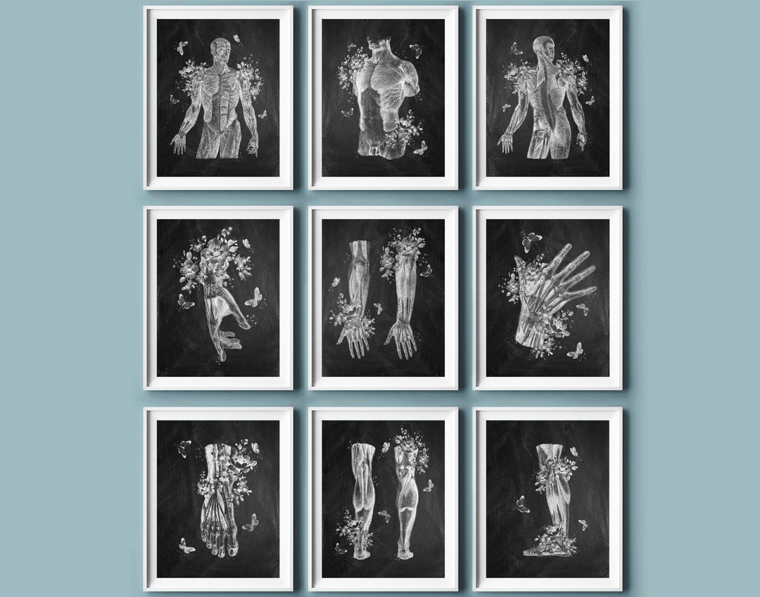 9 Floral Anatomy Artwork, Human Physiology Art, Musculature Art ...