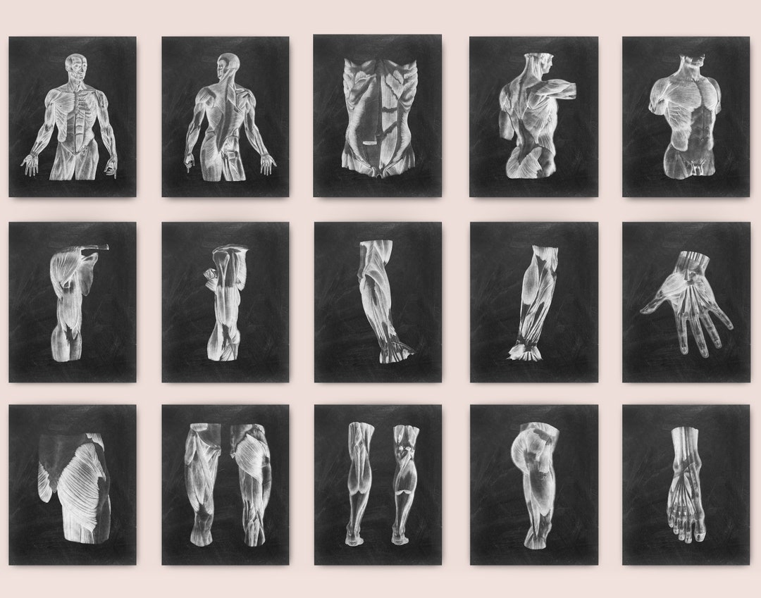 15 Muscular System Anatomy Art Medical Art Physiology Art Massage ...