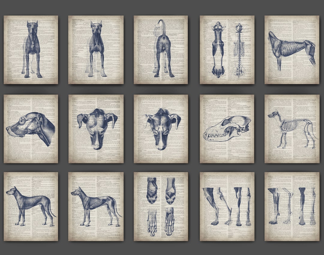 15 Vintage Canine Anatomy Art Dog Physiology Veterinary Posters Dog ...