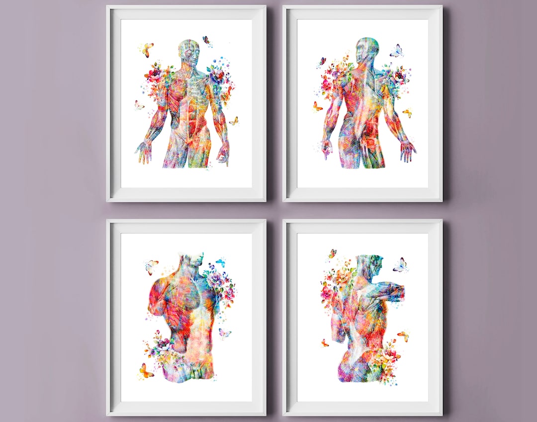4 Anatomy Illustrations, Human Anatomy and Physiology, Science Art ...