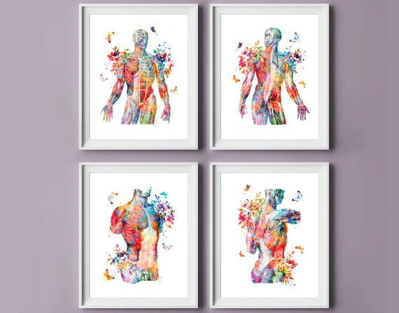 4 Anatomy Illustrations Human Anatomy and Physiology Science - Etsy