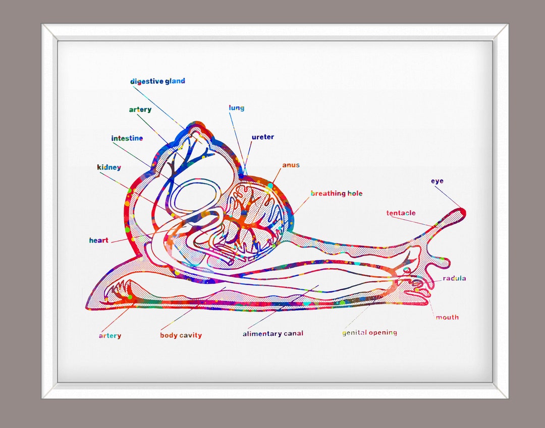 Snail Anatomy and Physiology Poster Gastropod Structure Art Biology Art ...