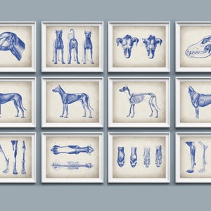 12 Dog Physiology Poster Set Animal Anatomy Art Veterinarian Gift ...