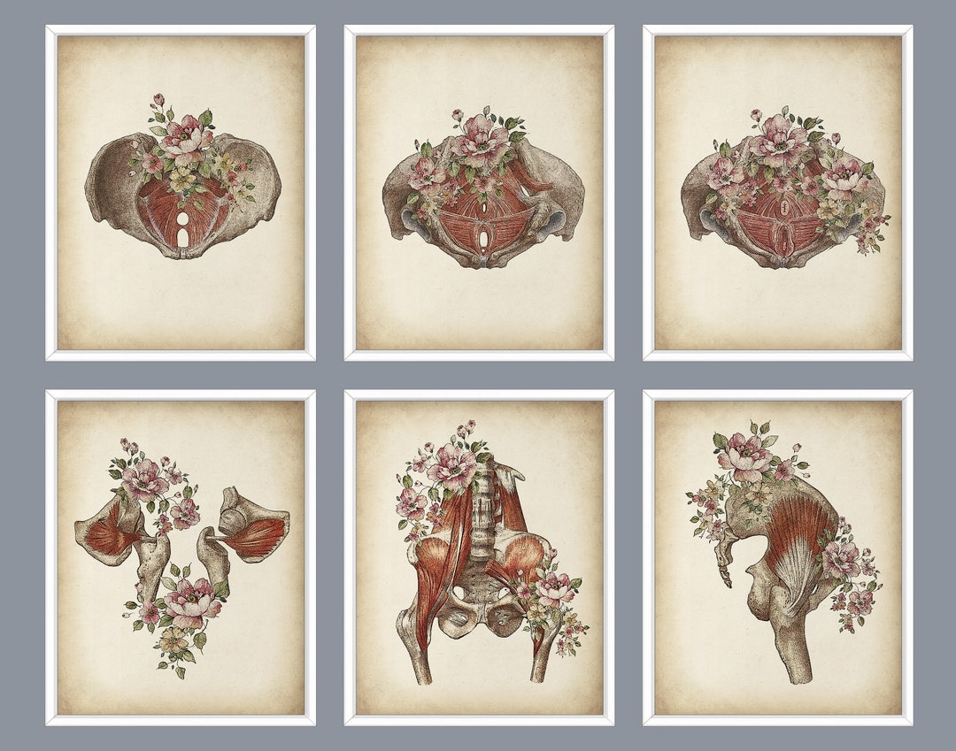 6 Pelvic Bone Anatomy Art Pelvis Poster Pelvic Floor Muscles Drawing ...