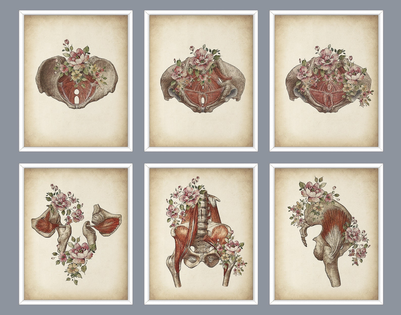 6 Pelvic Bone Anatomy Art Pelvis Poster Pelvic Floor Muscles - Etsy