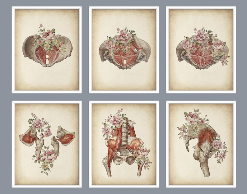 6 Pelvic Bone Anatomy Art Pelvis Poster Pelvic Floor Muscles Drawing ...