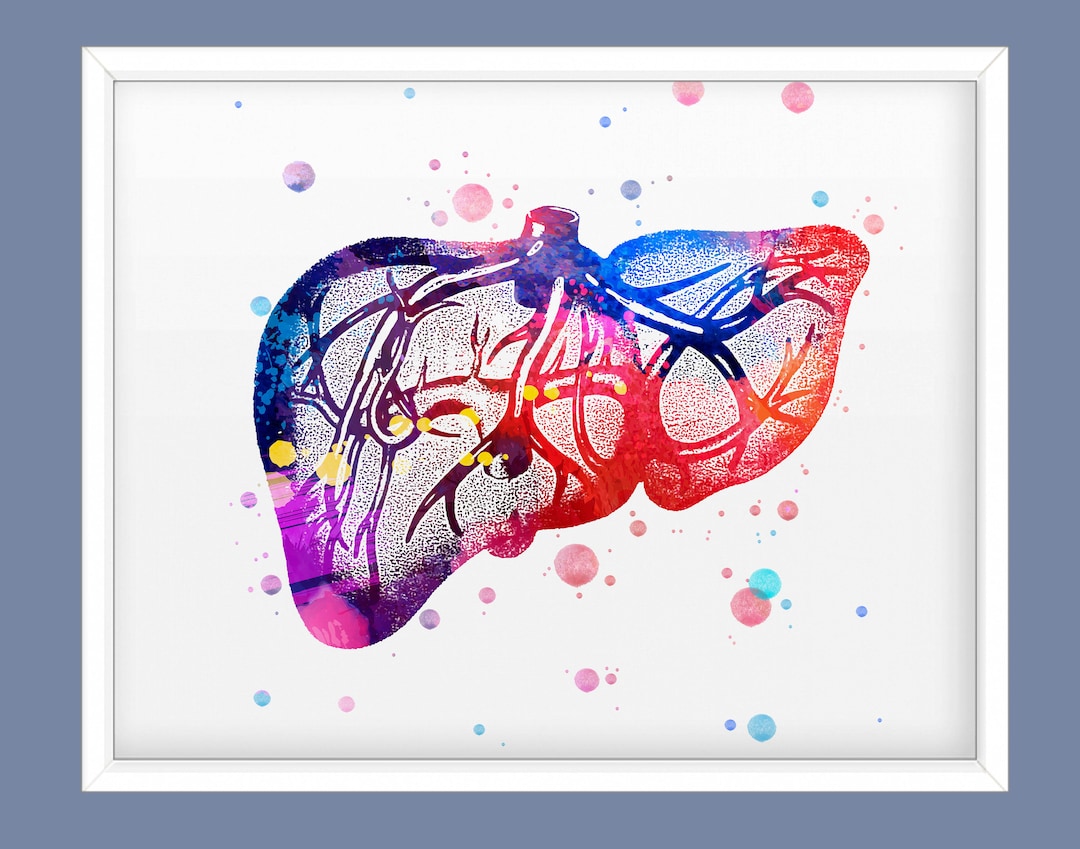 Anatomical Liver Print, Anatomy Art, Medical Art, Gastroenterology Art ...