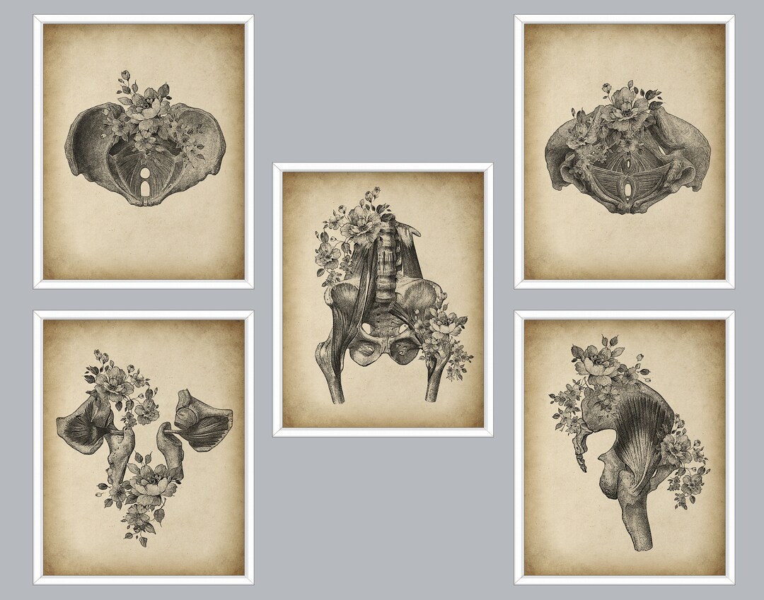 5 Vintage Pelvis Flower Art Pelvic Floor Drawing Female Pelvis Skeletal ...
