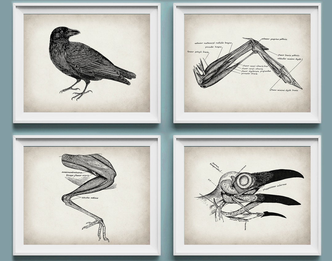 4 Raven Anatomy Posters Crow Physiology Art Bird Poster Veterinarian ...