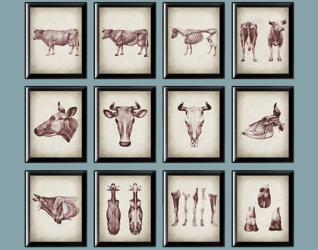 12 Cow Anatomy and Physiology Posters Bovine Veterinary Anatomy Art ...