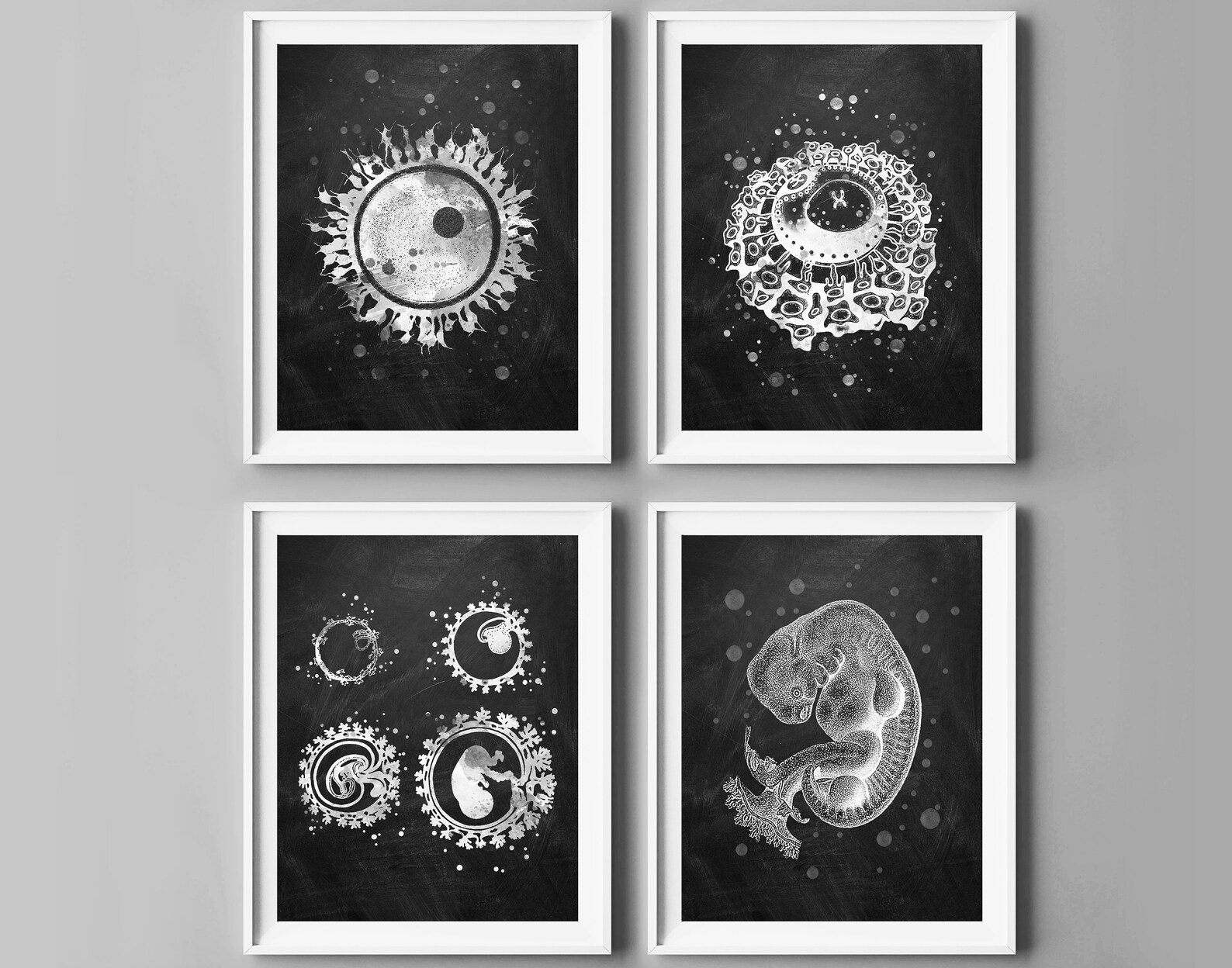 4 Fetal Development Art Fertilization Art Embryo Art - Etsy