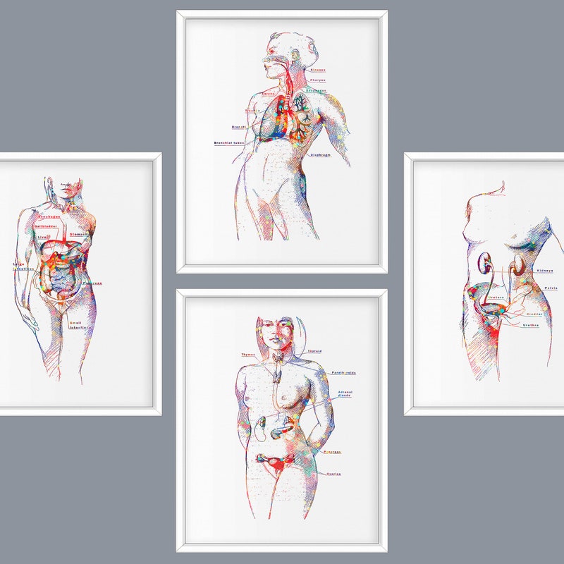Female Anatomy - Etsy
