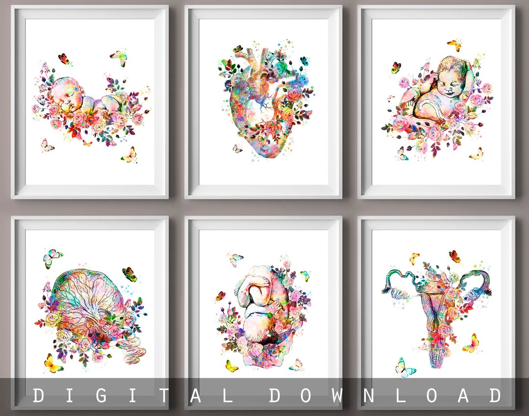 Infant Fetal Positions Poster Vintage Female Anatomy Art Antique ...