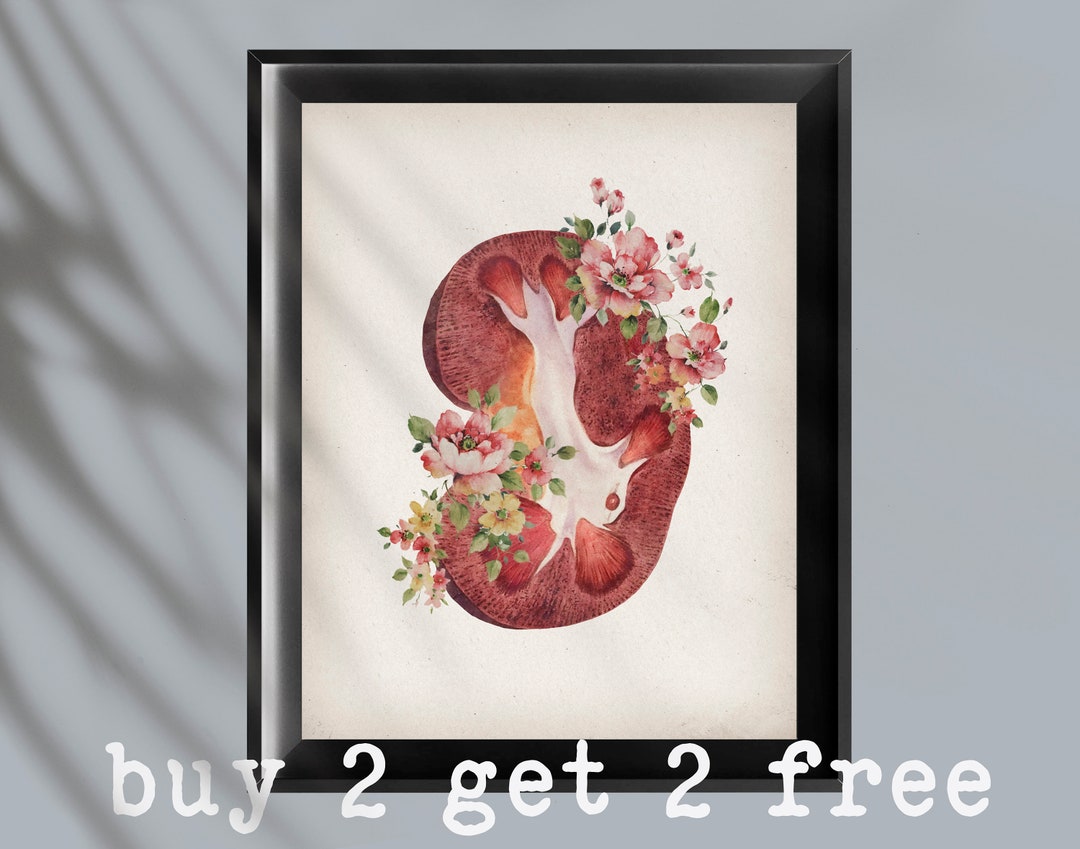 Anatomical Kidney Art Anatomy Art Medical Art Nephrology Poster Doctor ...