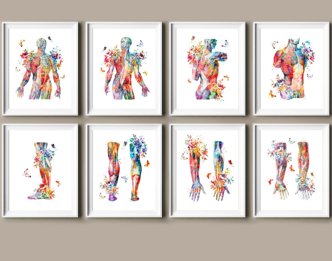 Set of 8 Anatomy Art Human Muscular System Posters Medical Art Massage ...