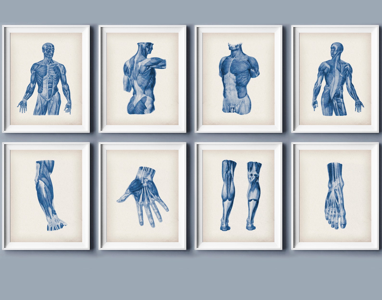 Set of 8 Musculature Art Human Anatomy Art Physiology Art - Etsy