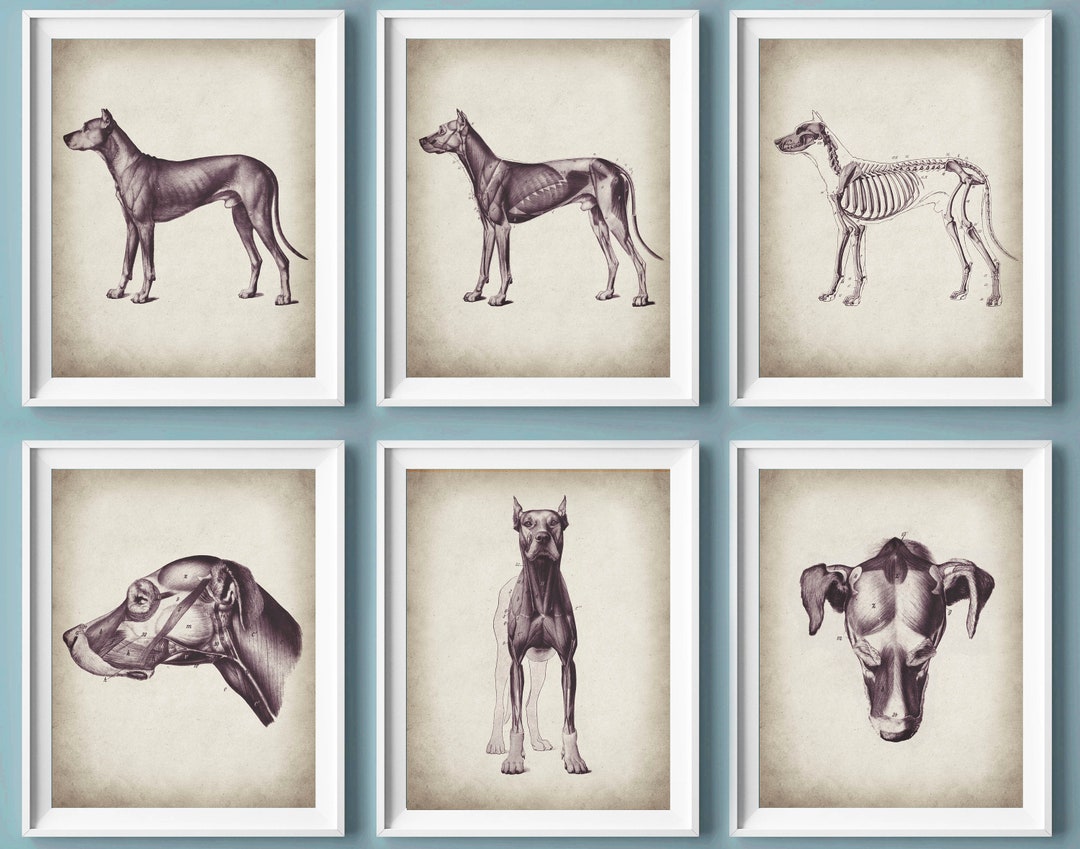 6 Vintage Canine Anatomy Art Dog Anatomy Art Veterinary Art Animal ...