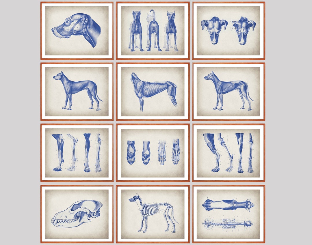 Dog Anatomy Poster Set: Veterinary Clinic Decor (11x14) - Etsy