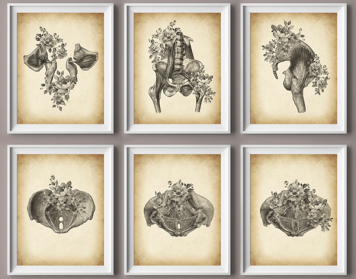 6 Musculoskeletal Pelvic Anatomy Art Pelvic Floor Art Female | Etsy