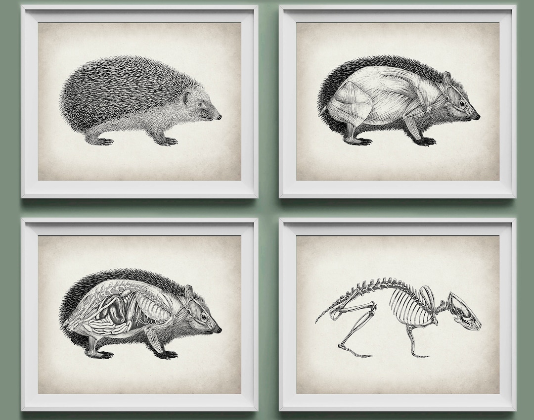 4 Hedgehog Anatomy Posters Wild Animal Physiology Art Biology Art ...