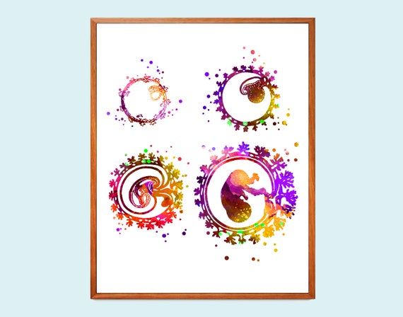 Fetal Development Poster Human Embryo Print Pregnancy - Etsy
