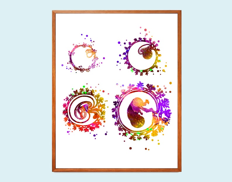Fetal Development Poster Human Embryo Print Pregnancy - Etsy