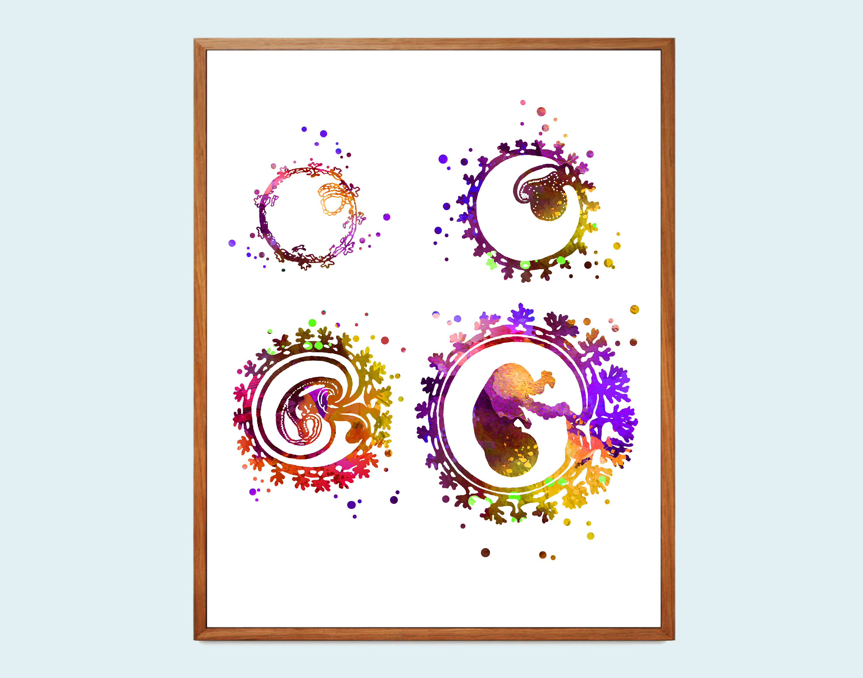 Fetal Development Poster Human Embryo Art Pregnancy Reveal - Etsy UK