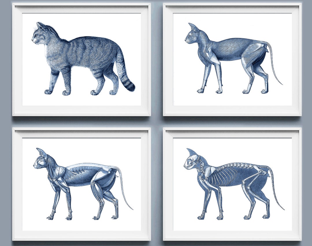 4 Cat Anatomy Art, Feline Anatomy, Pet Anatomy, Animal Anatomy ...