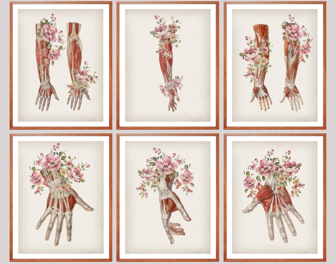 6 Antique Hand Anatomy Art, Masseur Gift, Hand Muscles and Ligaments ...