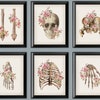 15 Vintage Dog Anatomy Art Canine Veterinary Posters Dog Muscular ...