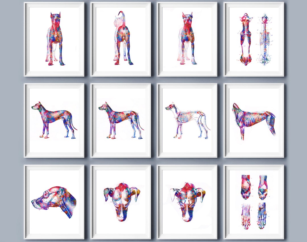 Dog Anatomy Poster Set of 12 Animal Anatomy Mammals Anatomy Pet ...