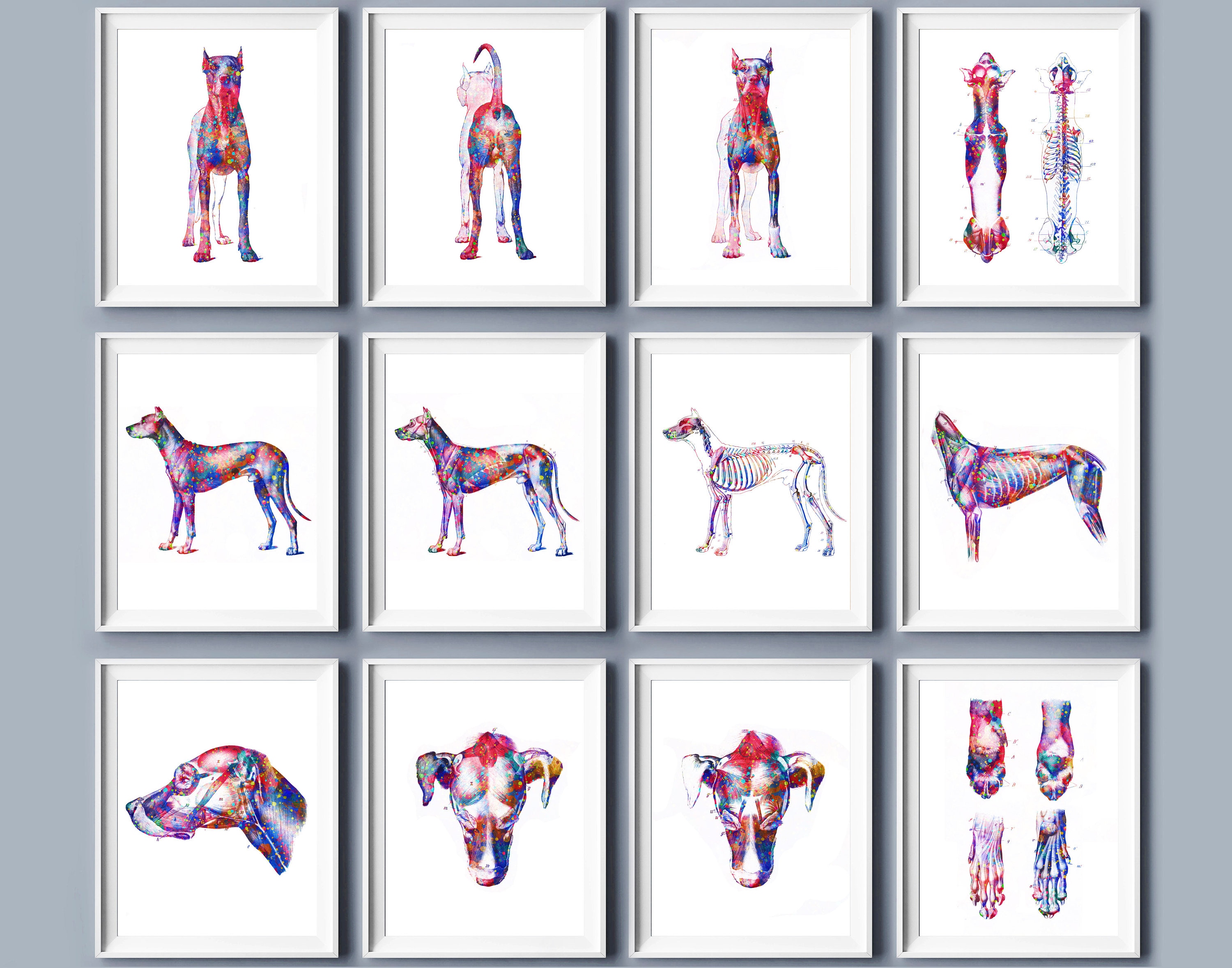 Dog Anatomy Poster