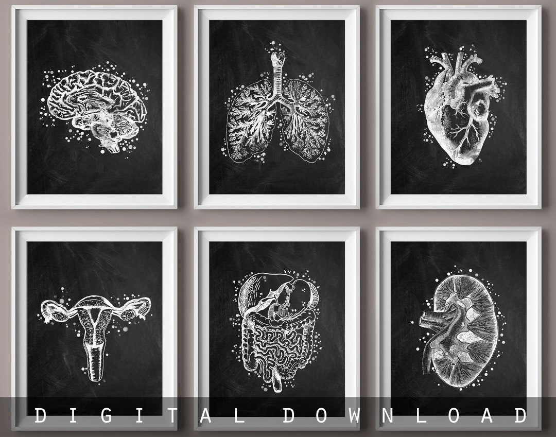 Human Organs Anatomy Art Set of 6 Chalkboard Art Anatomical Heart Art ...