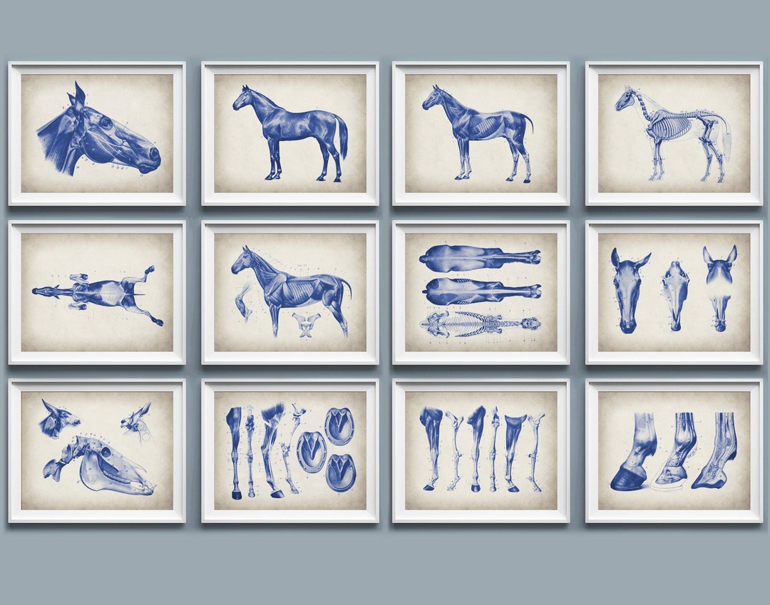 12 Horse Anatomy Posters Animal Physiology Veterinary Poster Zoology ...