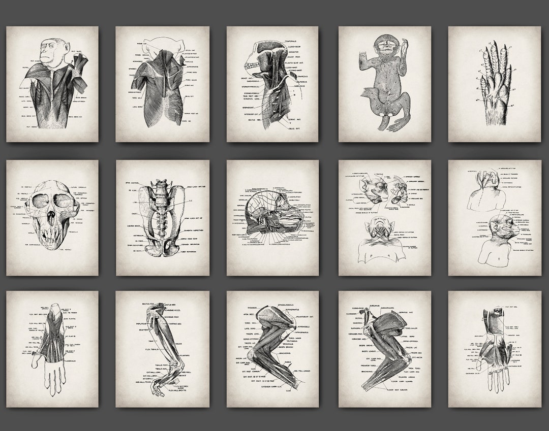 Vintage Rhesus Monkey Anatomy Prints: Veterinary Zoology Art (11x14 ...