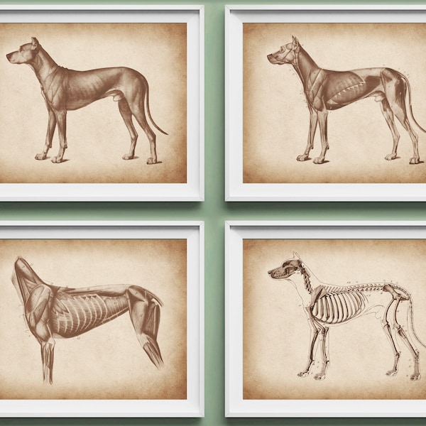 Veterinary Art - Etsy