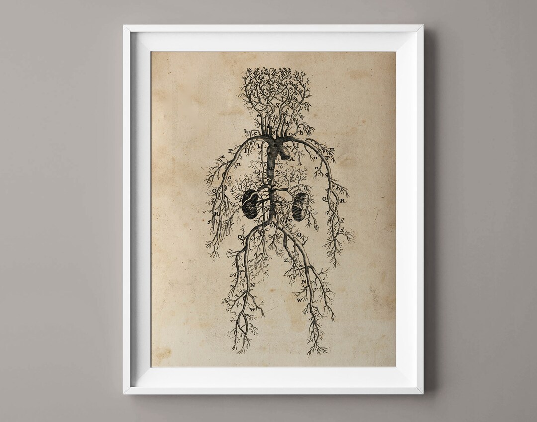 Cardiovascular System Antique Poster, Circulatory System, Human Anatomy ...