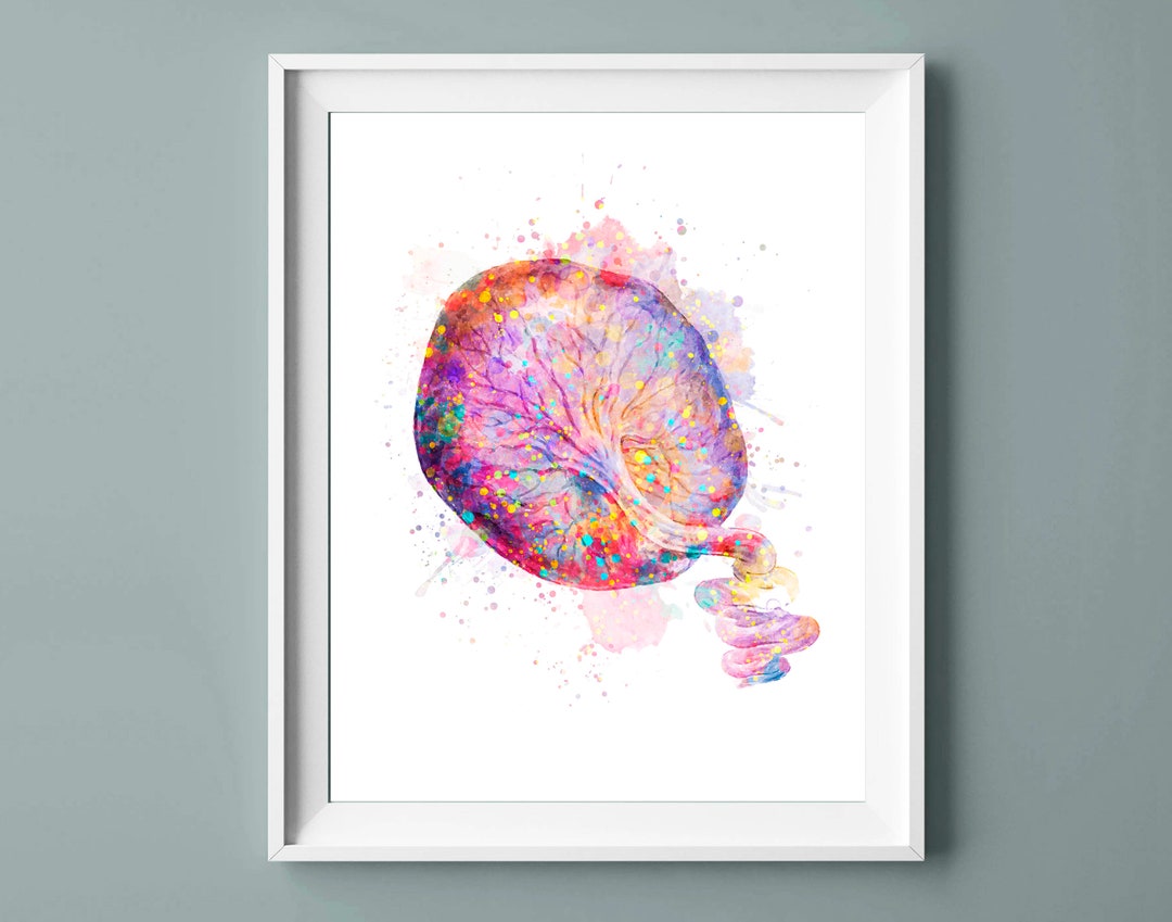 Watercolor Placenta Print Female Anatomy Art Reproductive System Poster ...