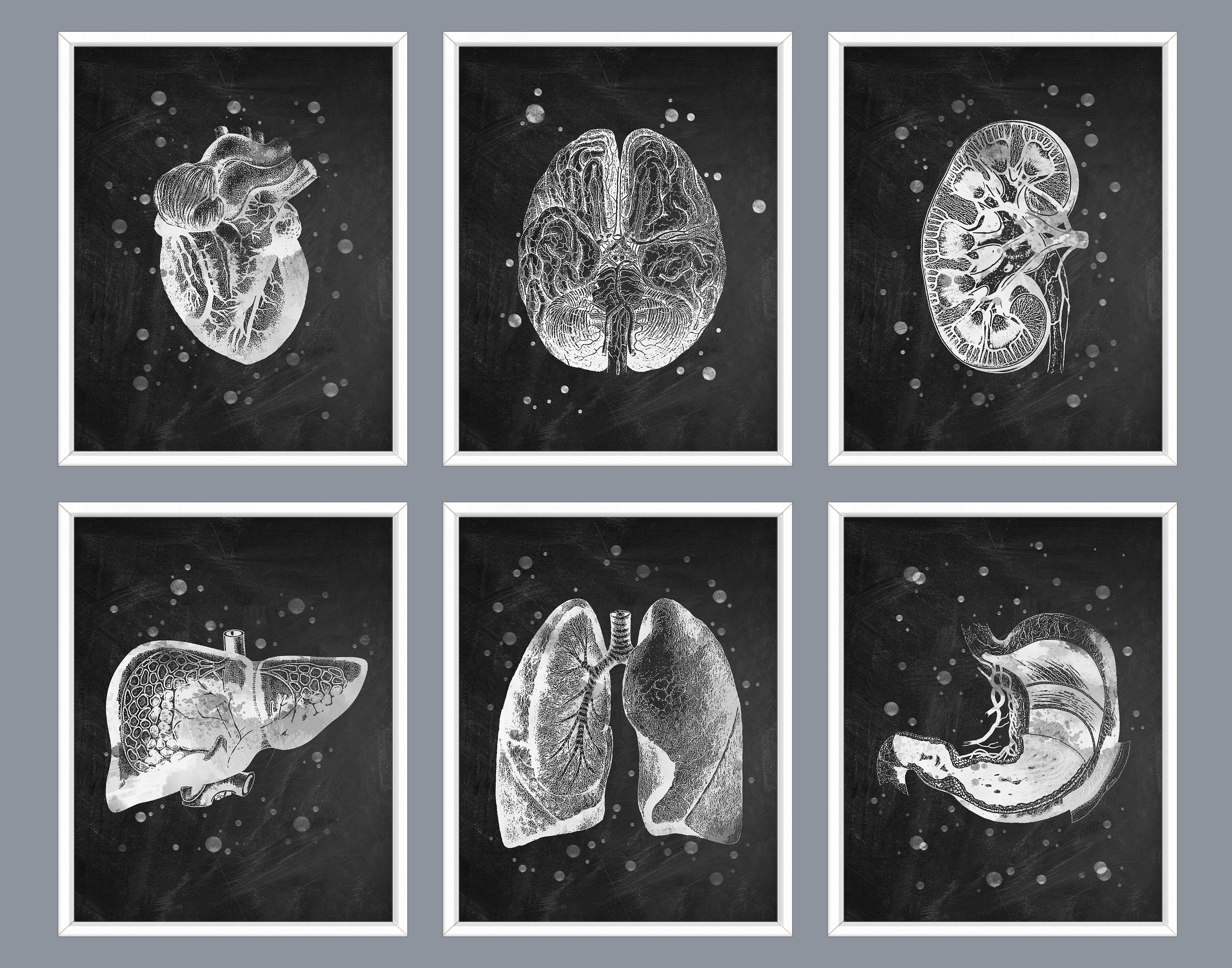 6 Anatomical Art Posters Human Organs Drawings Medical | Etsy