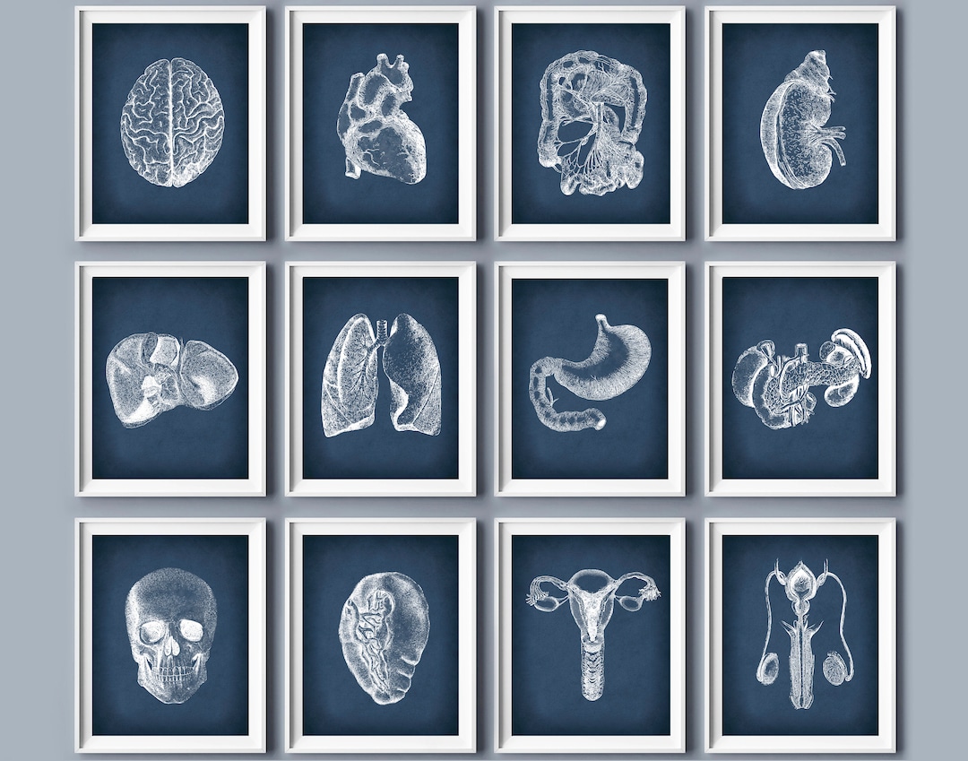 Anatomical Organs Art Set of 12, Human Anatomy Art, Brain Artwork ...