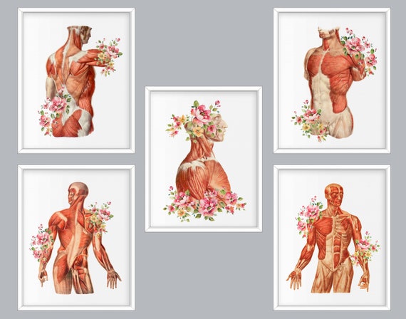 5 Anatomy and Flower Art Anatomical Body Drawing Muscles of - Etsy