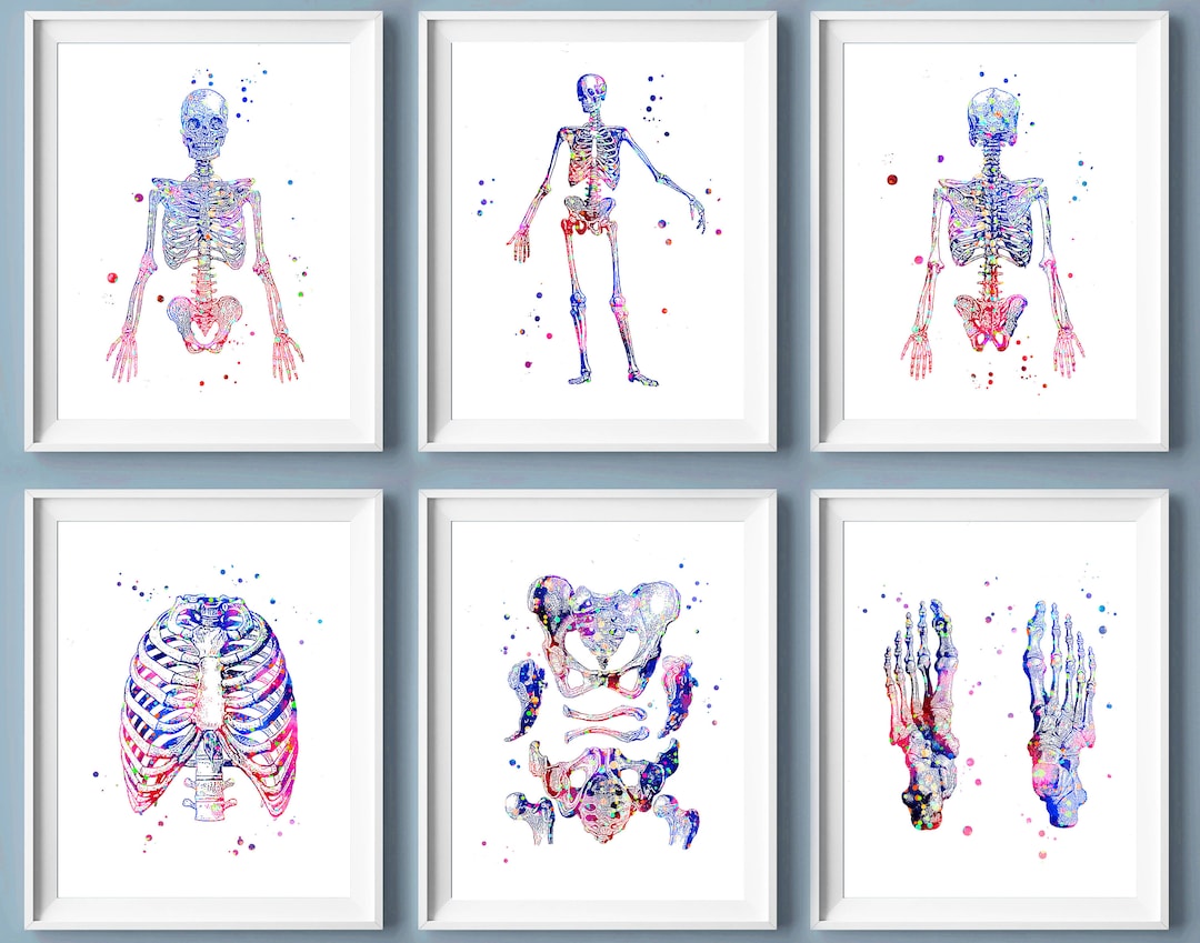 6 Skeleton Anatomy Art, Skeletal System Print, Medical Art, Osteology ...