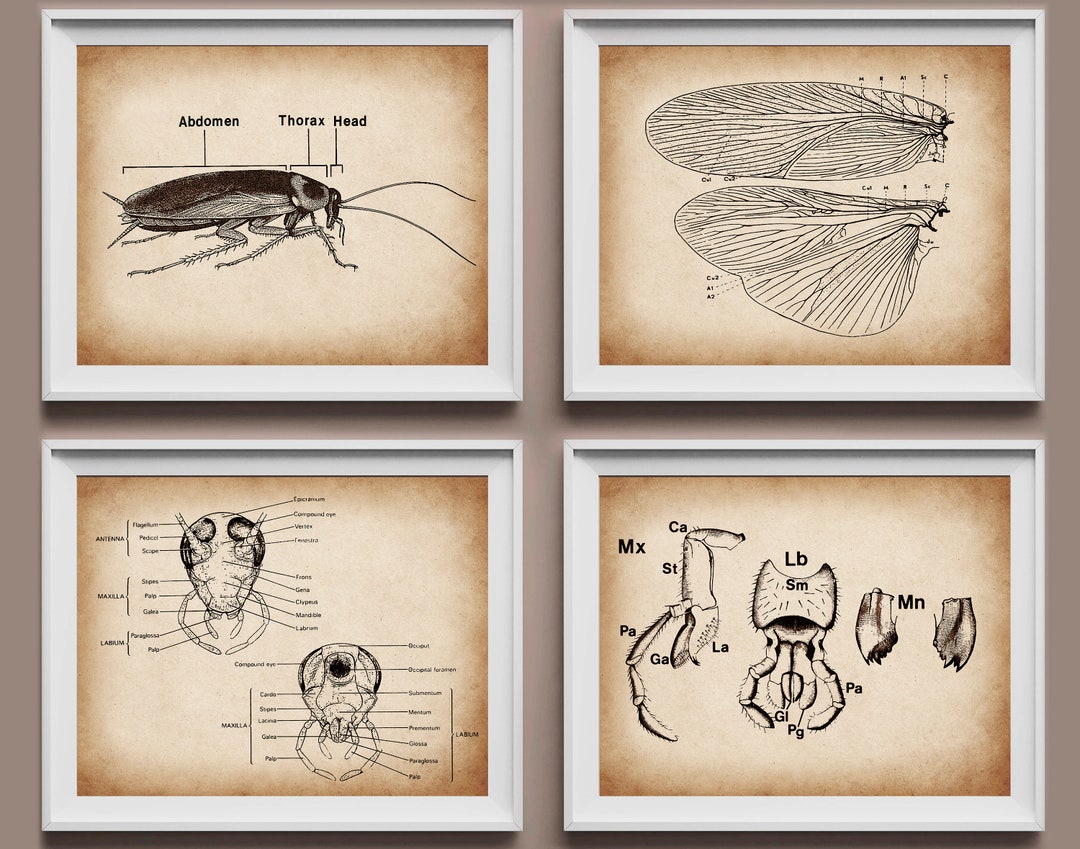 4 Vintage Cockroach Anatomy Posters Bugs Physiology Art Insect Anatomy ...